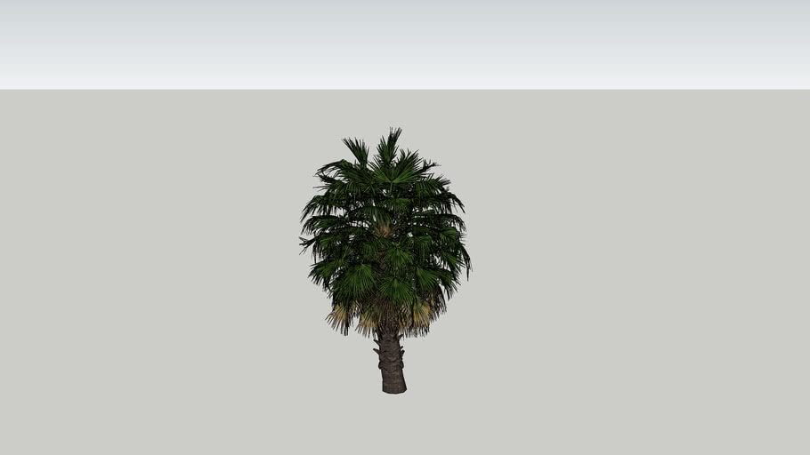 MIRANDA_PALM TREE 2 | 3D Warehouse