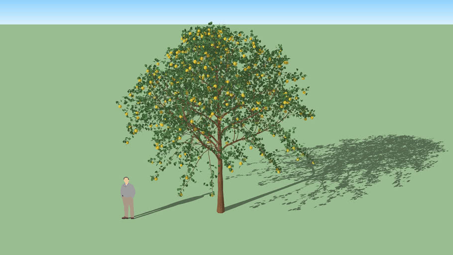 UVAIA_Eugenia_uvalha | 3D Warehouse