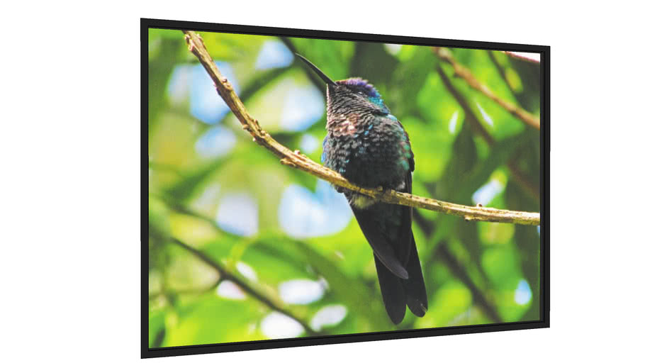 Quadro Colibri - Galeria9, por Amanda Vieira | 3D Warehouse