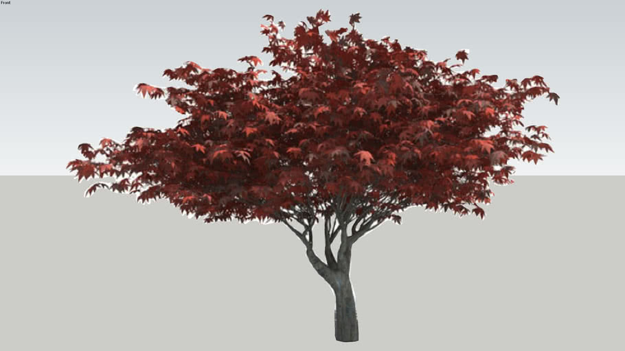 Jap Maple 2 | 3D Warehouse
