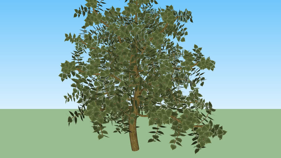 Broadleaf 3 | 3D Warehouse