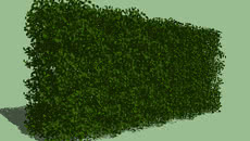 hedges | 3D Warehouse