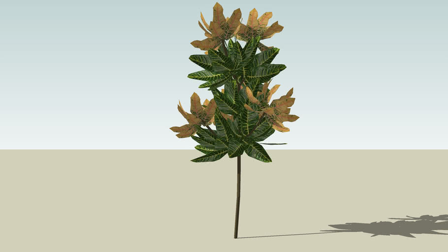 green_yellow_croton_bush.skp (78.1 kB SketchUp 6 Model) | 3D Warehouse