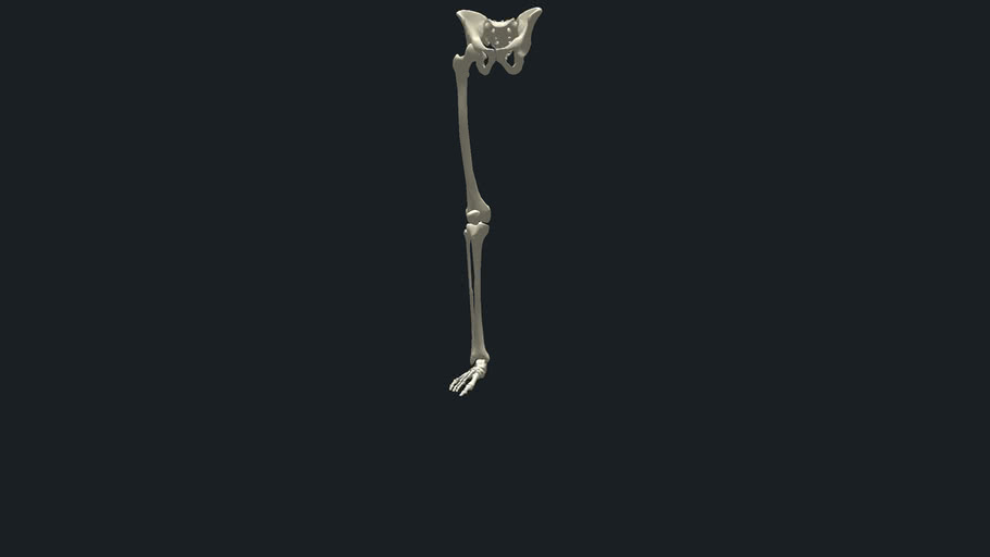 Human leg | 3D Warehouse