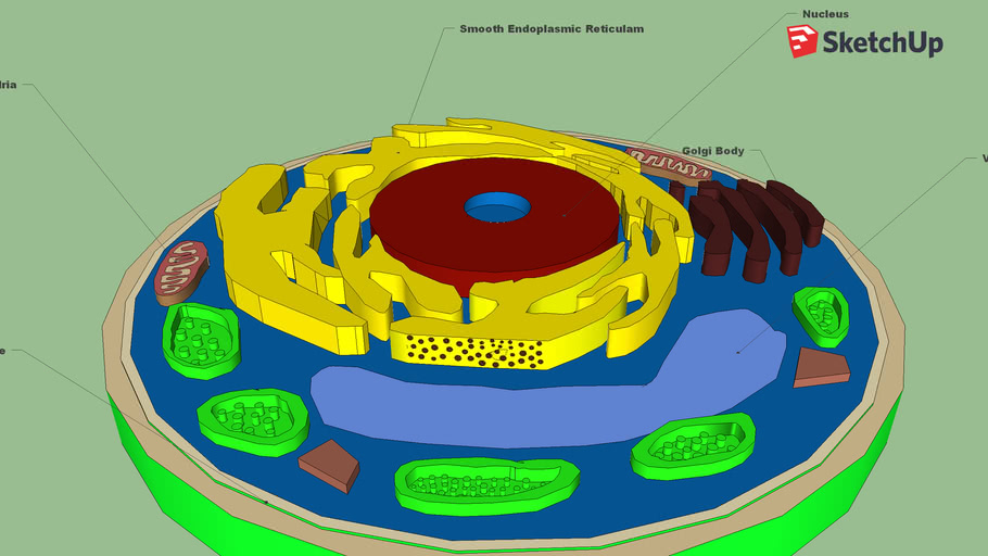 Cell model | 3D Warehouse