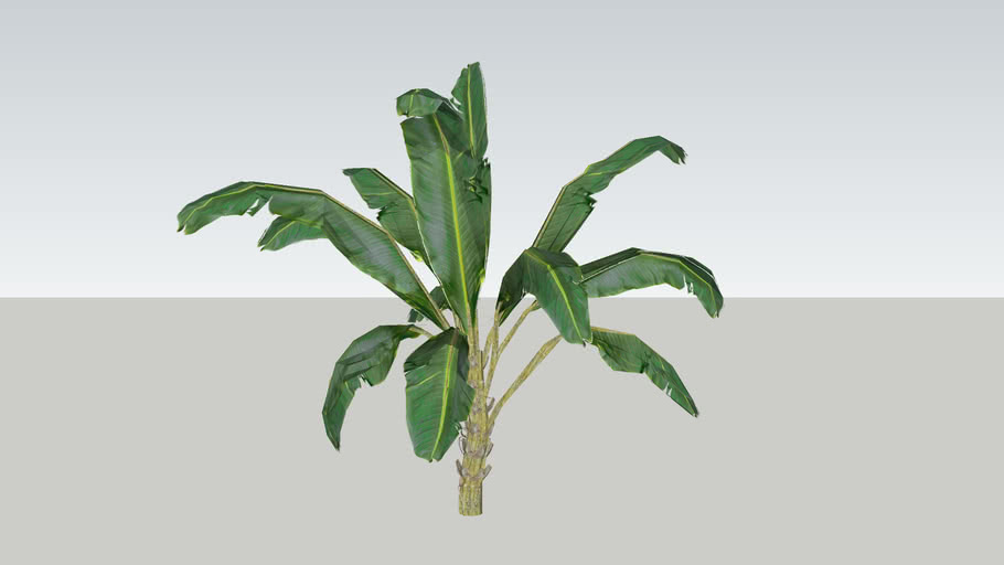 Banana Tree | 3D Warehouse