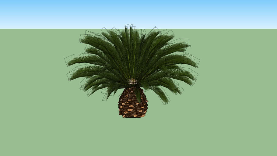 Cycas | 3D Warehouse
