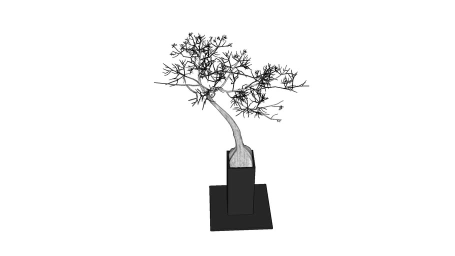 cây bonsai | 3D Warehouse