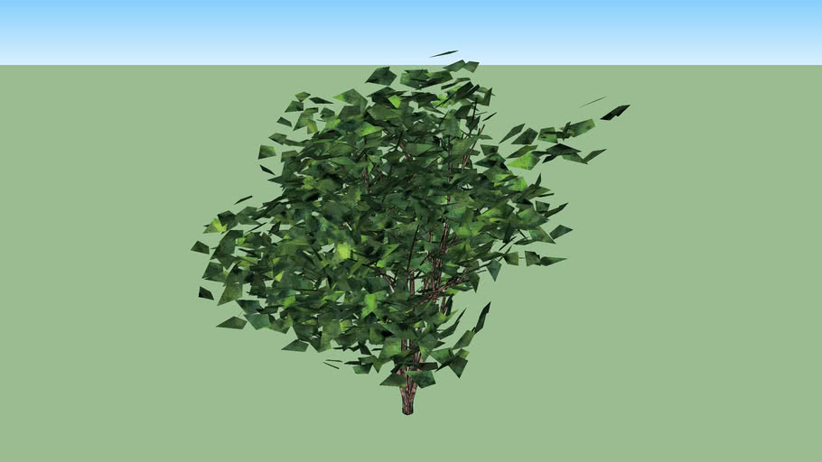 Multi stem tree | 3D Warehouse