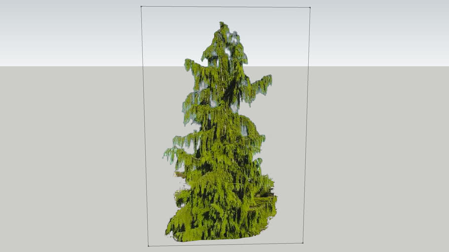 weeping alaskan Cypress | 3D Warehouse
