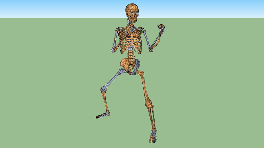 Skeleton Fighter | 3D Warehouse